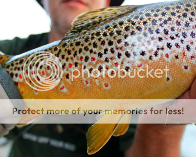 The Color of Browns – The Ozark Fly Fisher Journal